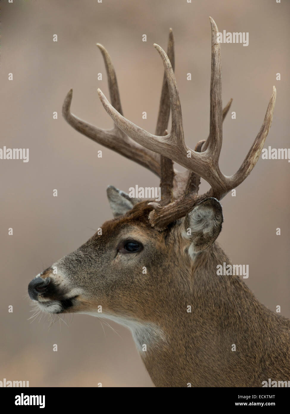 A large Whitetail Buck Stock Photo - Alamy