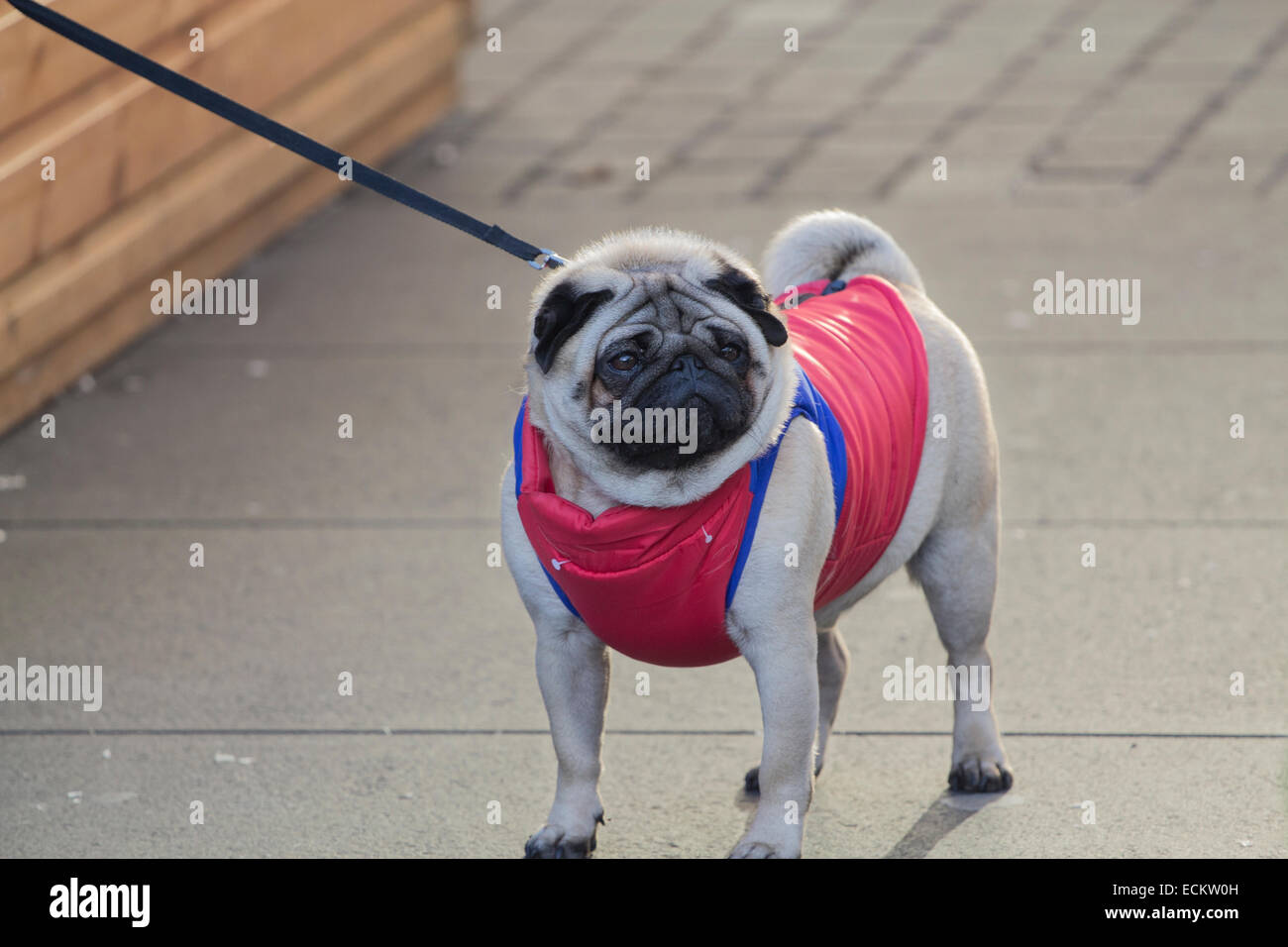 Small Pug dog Stock Photo - Alamy
