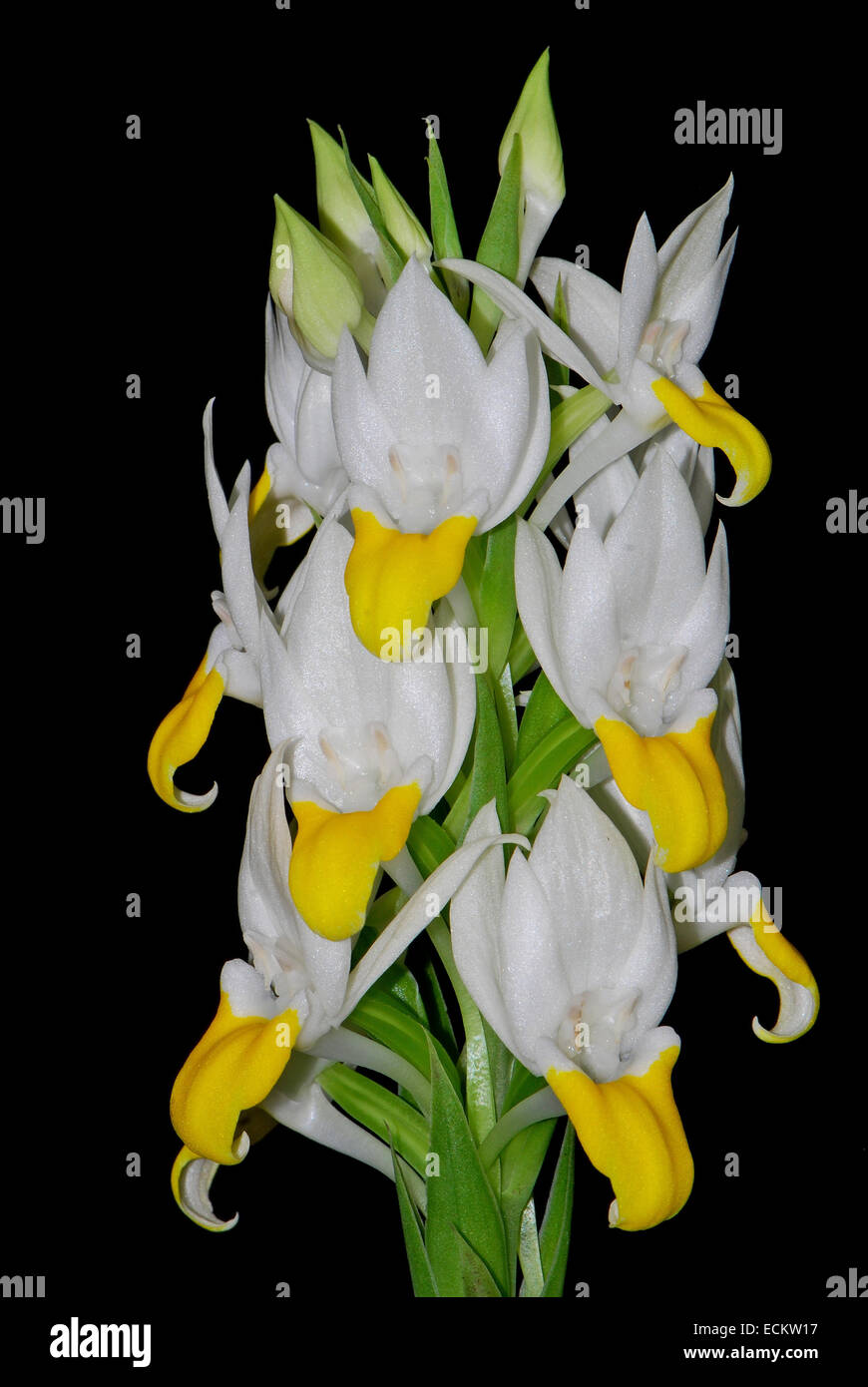 Ground orchid hi-res stock photography and images - Alamy