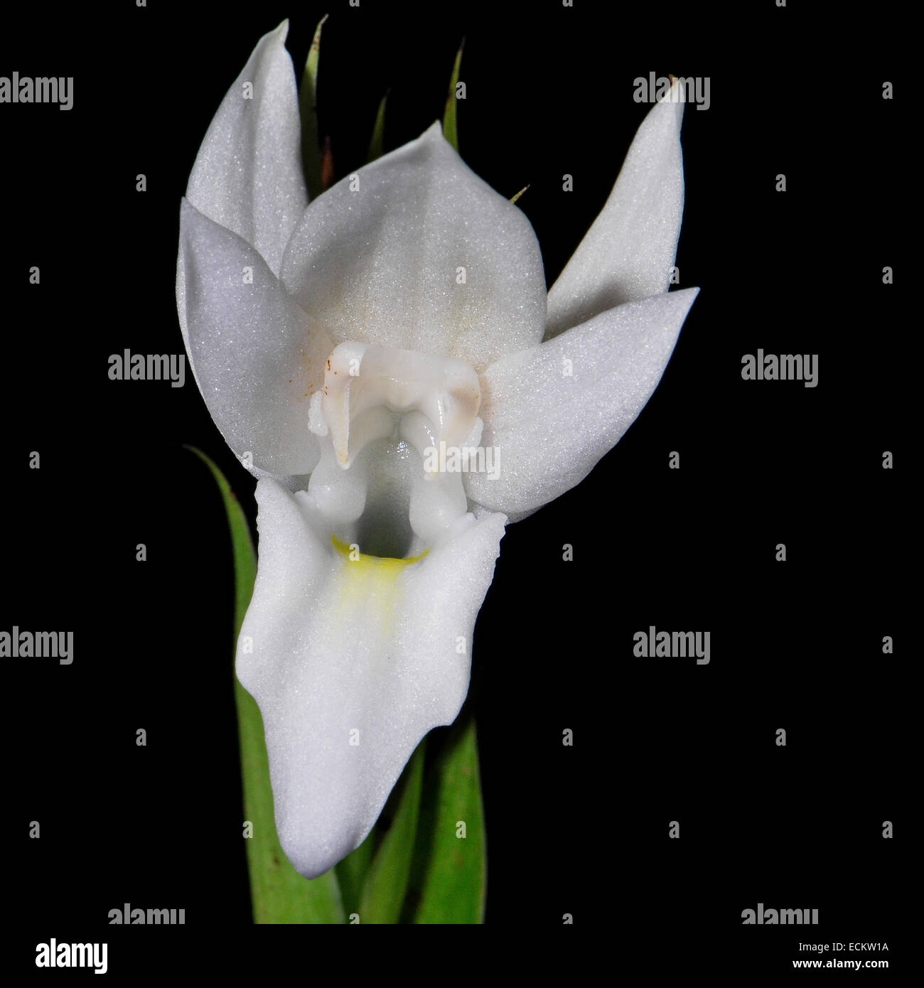 White and yellow ground orchid, Pecteilis sagarikii (white from ...