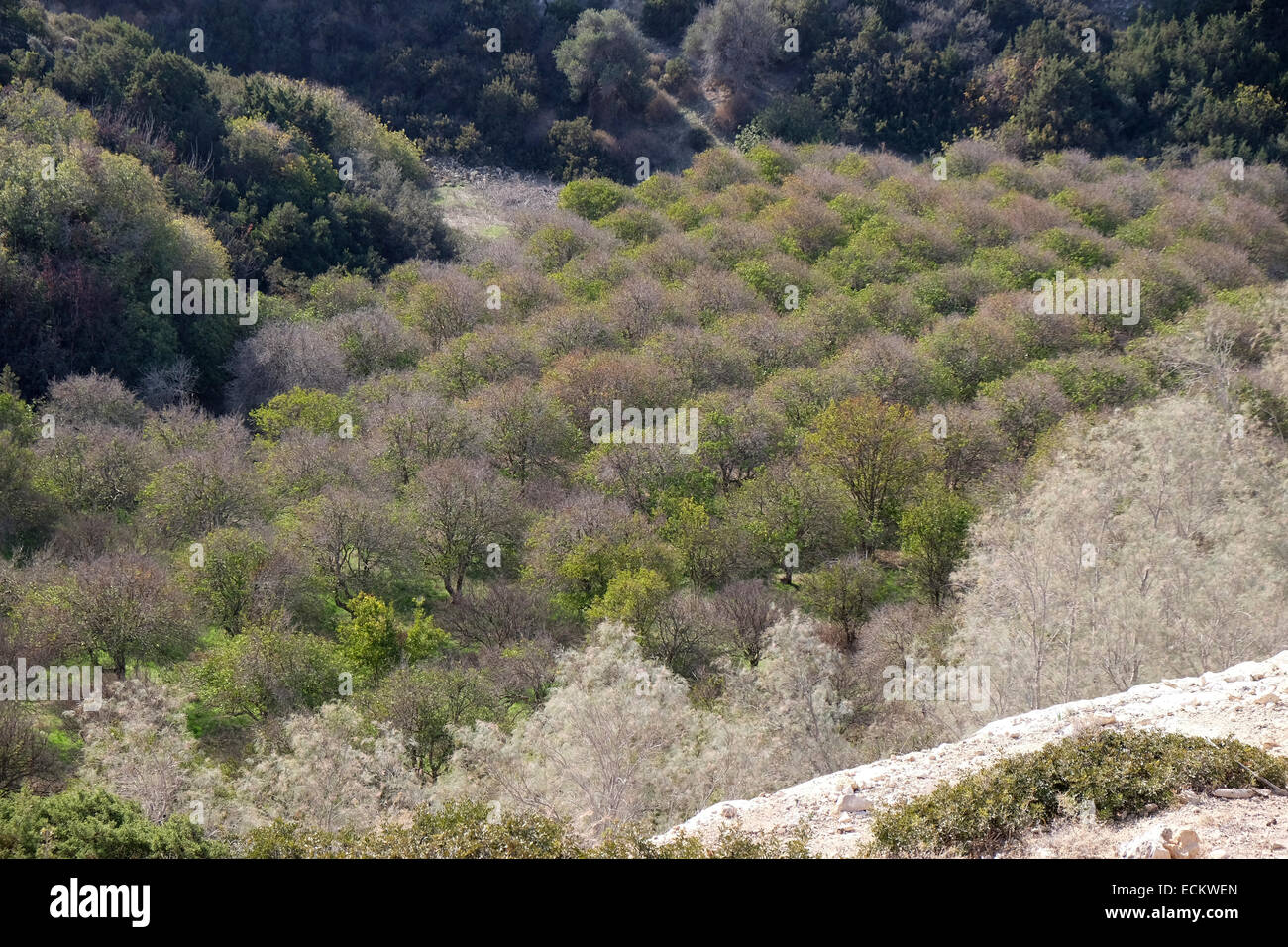 Trees in the Avakas Gorge, Western Cyprus Stock Photo - Alamy