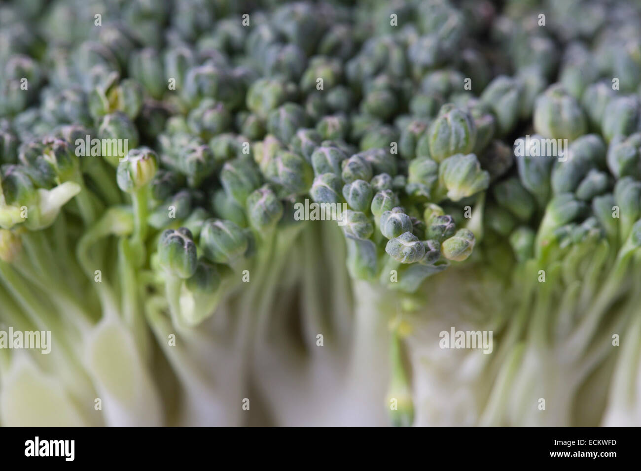 Closeup broccoli hi-res stock photography and images - Alamy