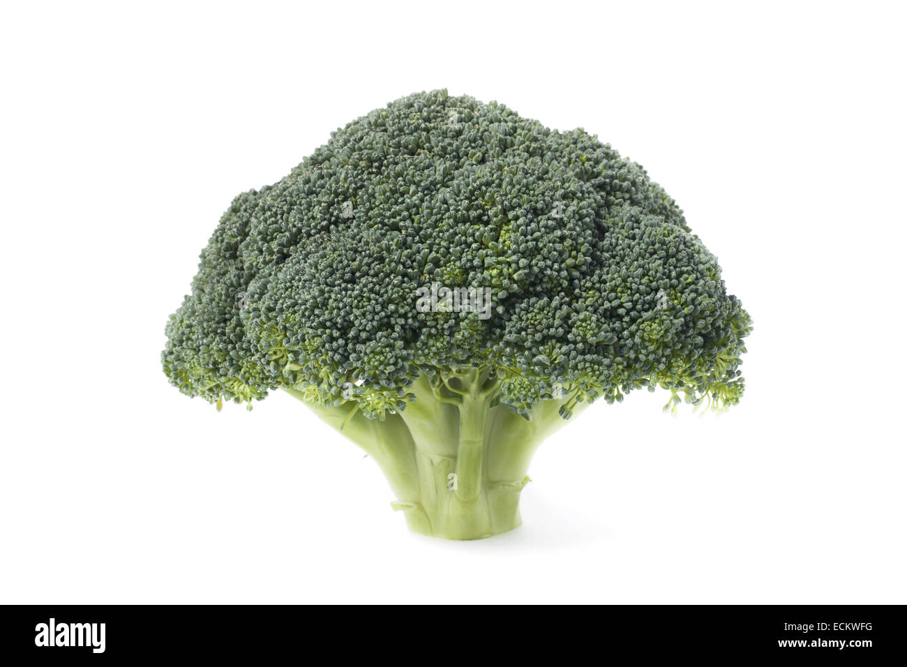 Bunch of broccoli isolated on white background Stock Photo - Alamy