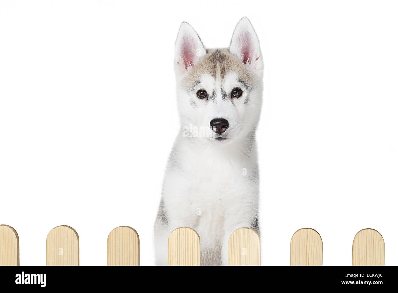 siberian husky inside palisade isolated on white background Stock Photo ...