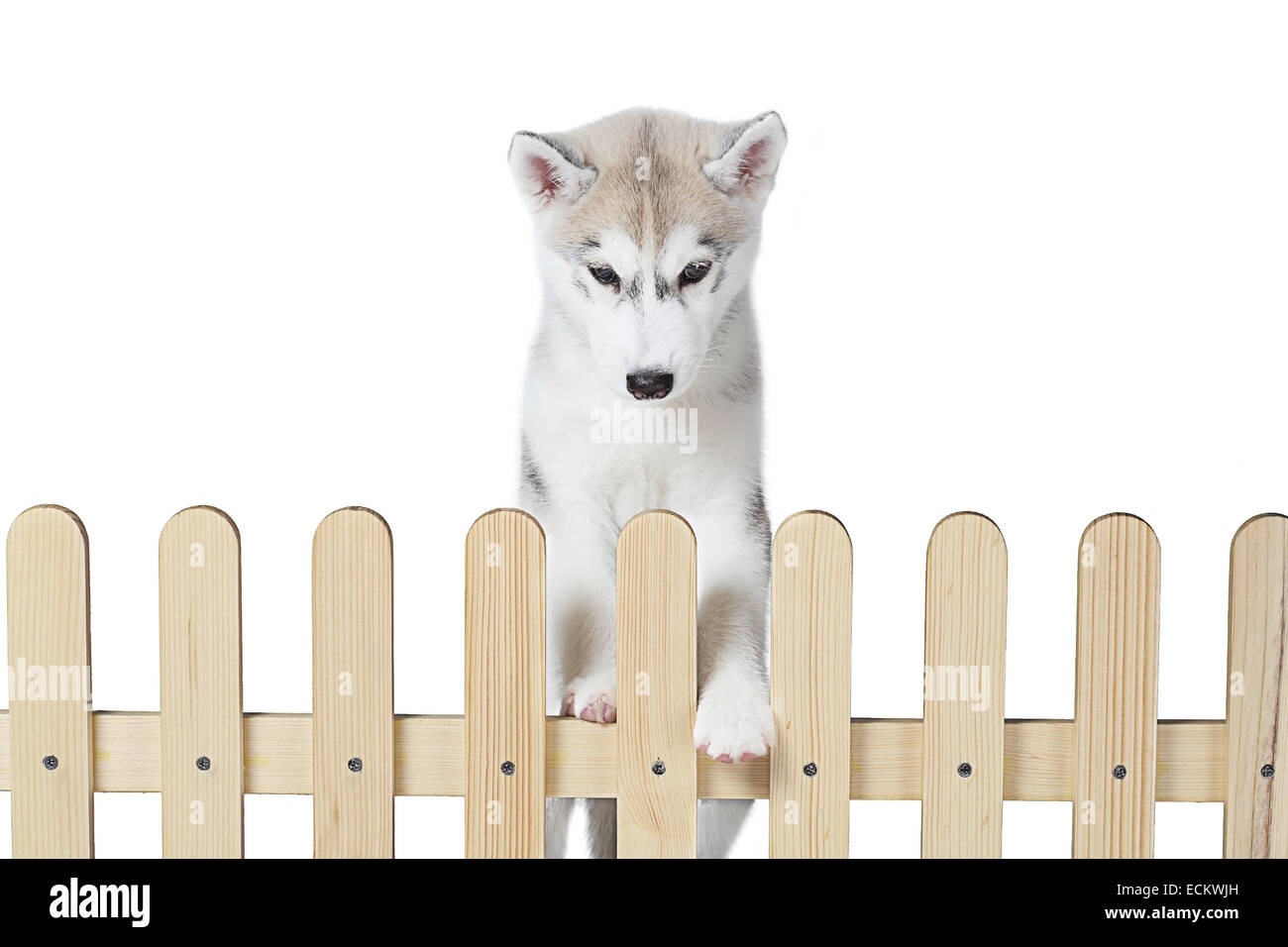 siberian husky inside palisade isolated on white background Stock Photo ...