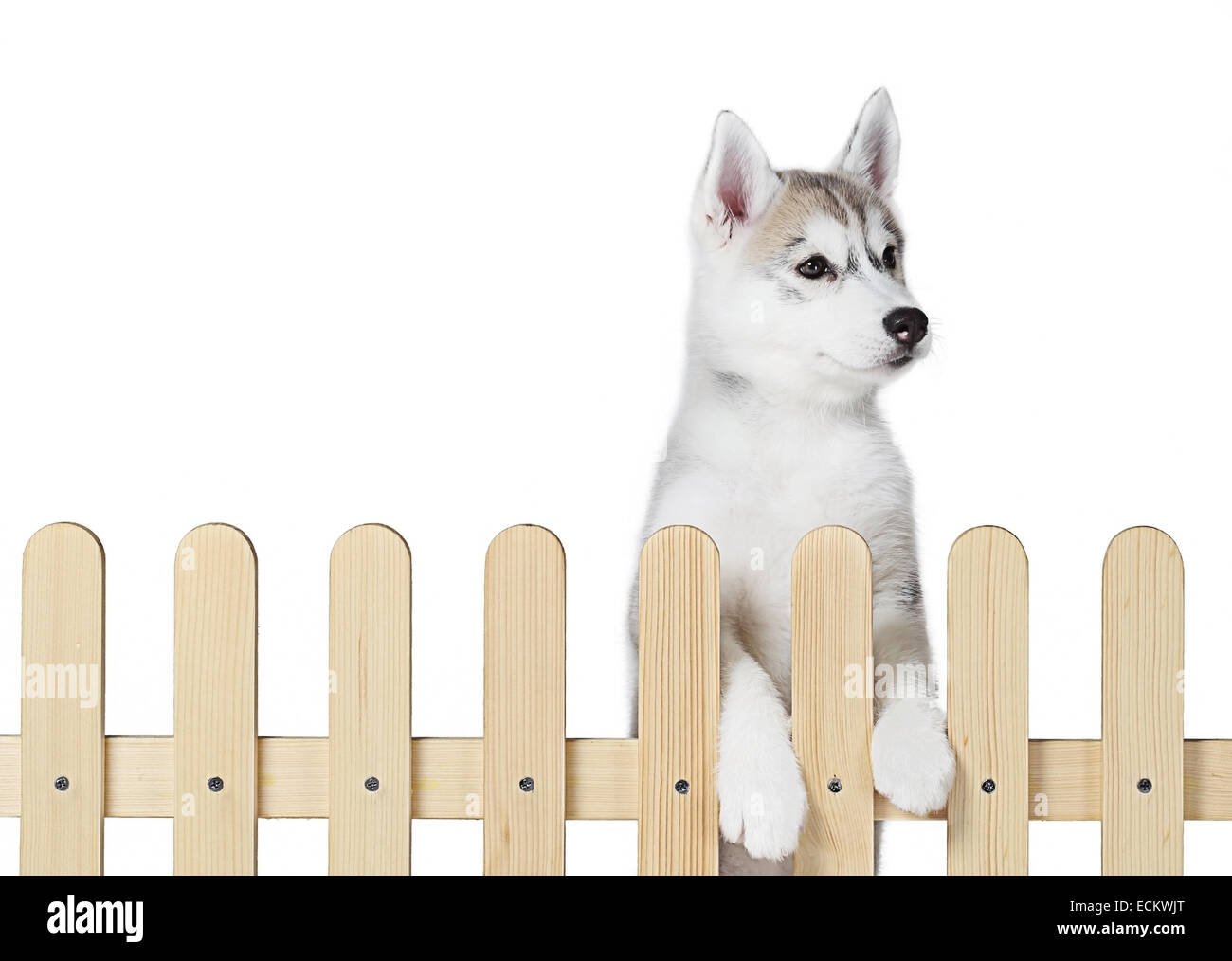 siberian husky inside palisade isolated on white background Stock Photo ...