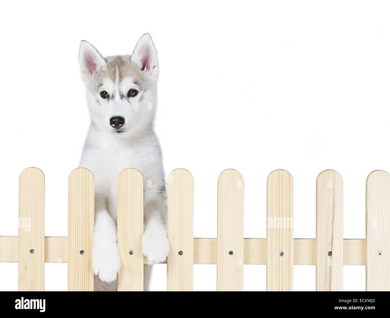 siberian husky inside palisade isolated on white background Stock Photo ...