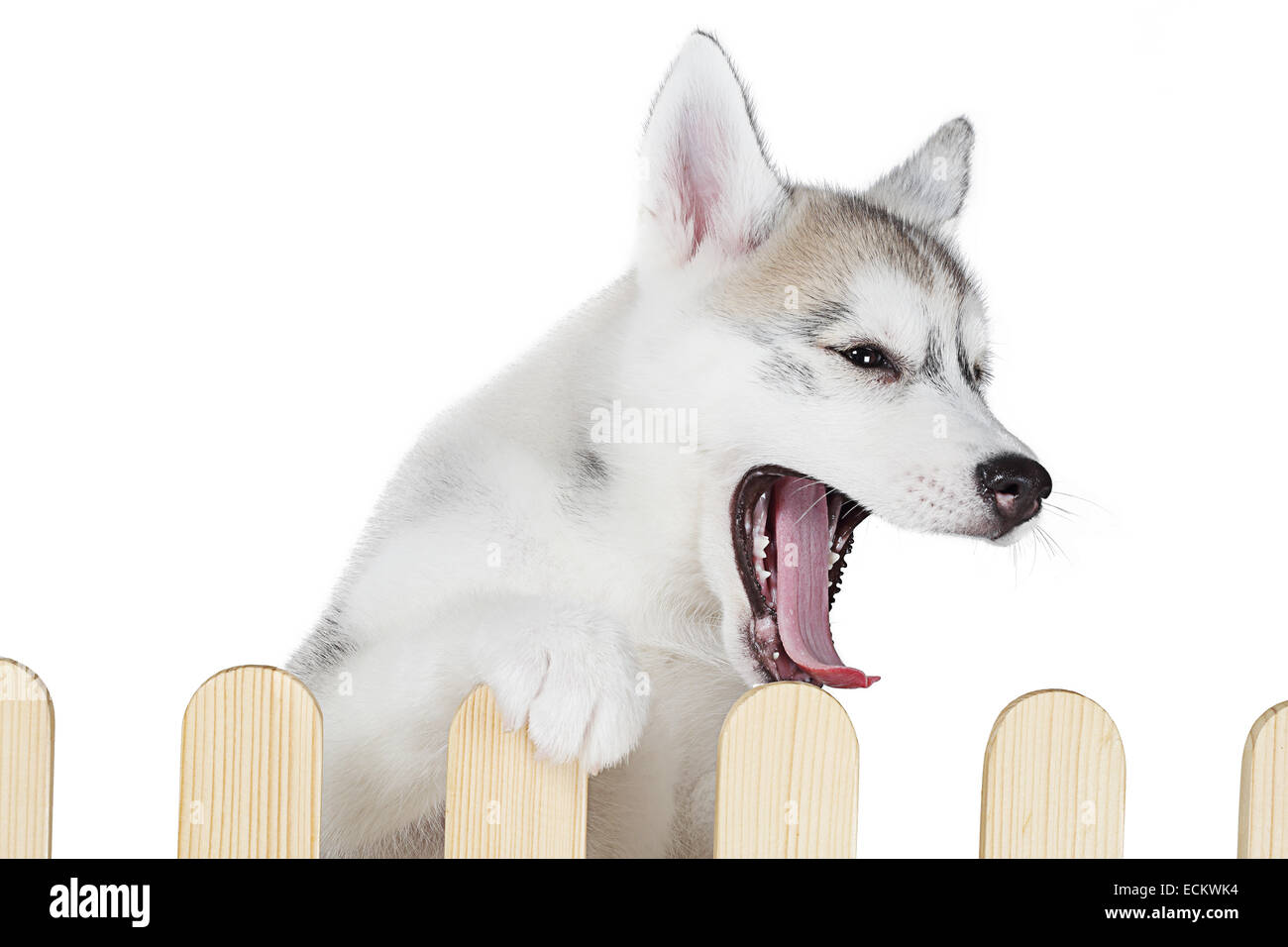 siberian husky inside palisade isolated on white background Stock Photo ...
