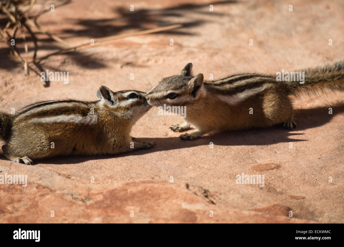 Chipmunks hi-res stock photography and images - Alamy
