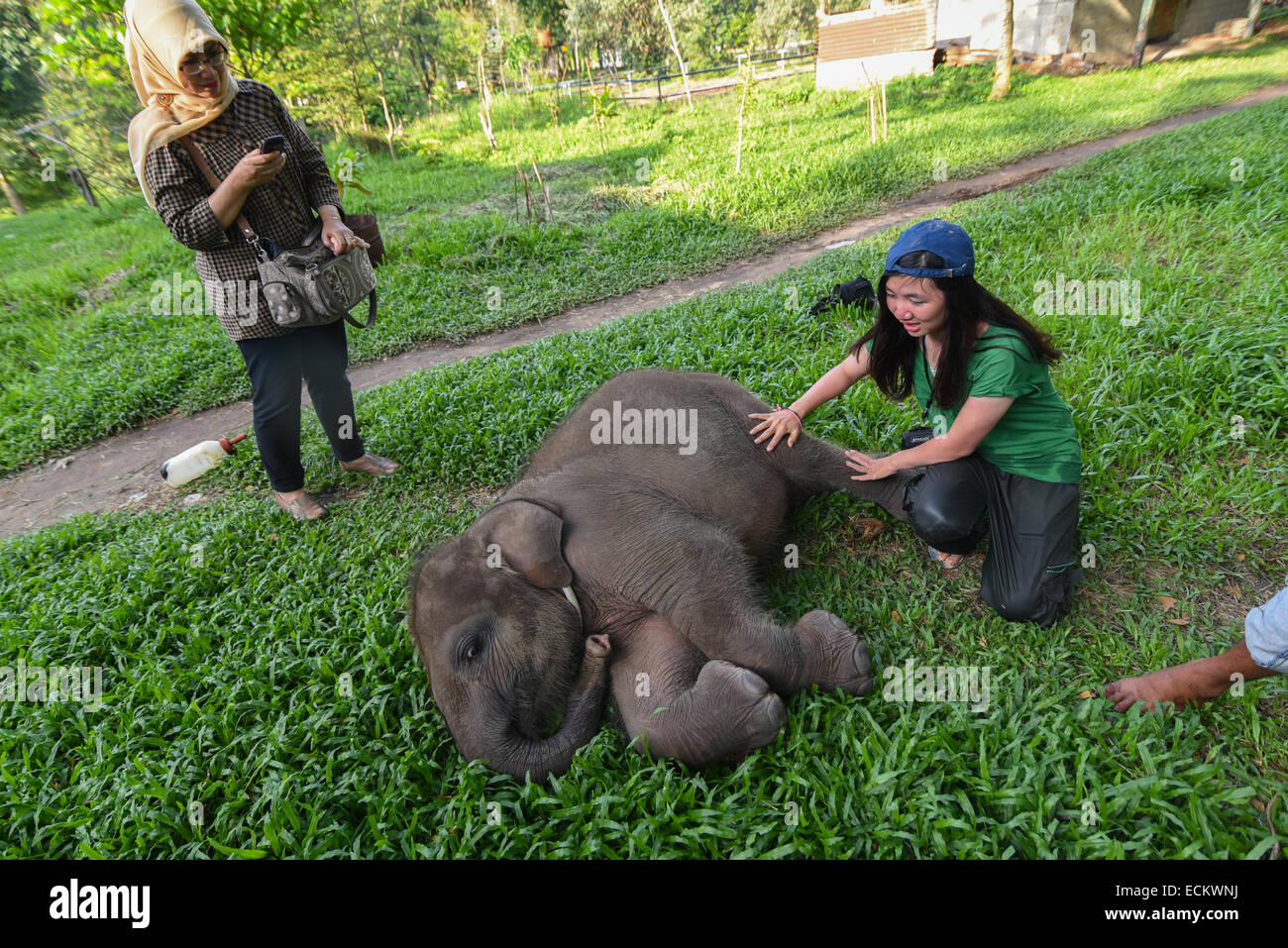 Conservation volunteers taking care of a Sumatran elephant infant named ...