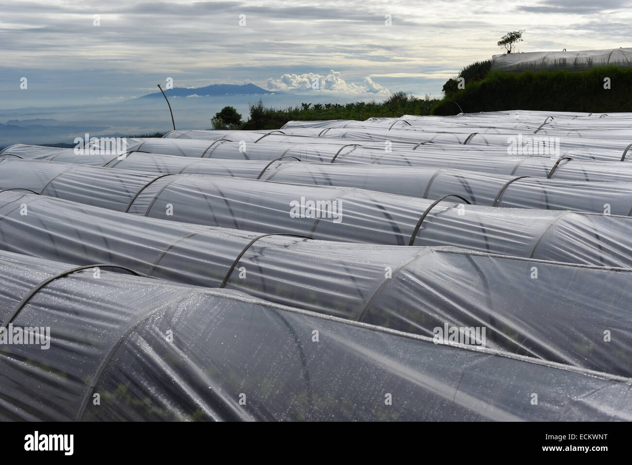 Vegetable border hi-res stock photography and images - Alamy