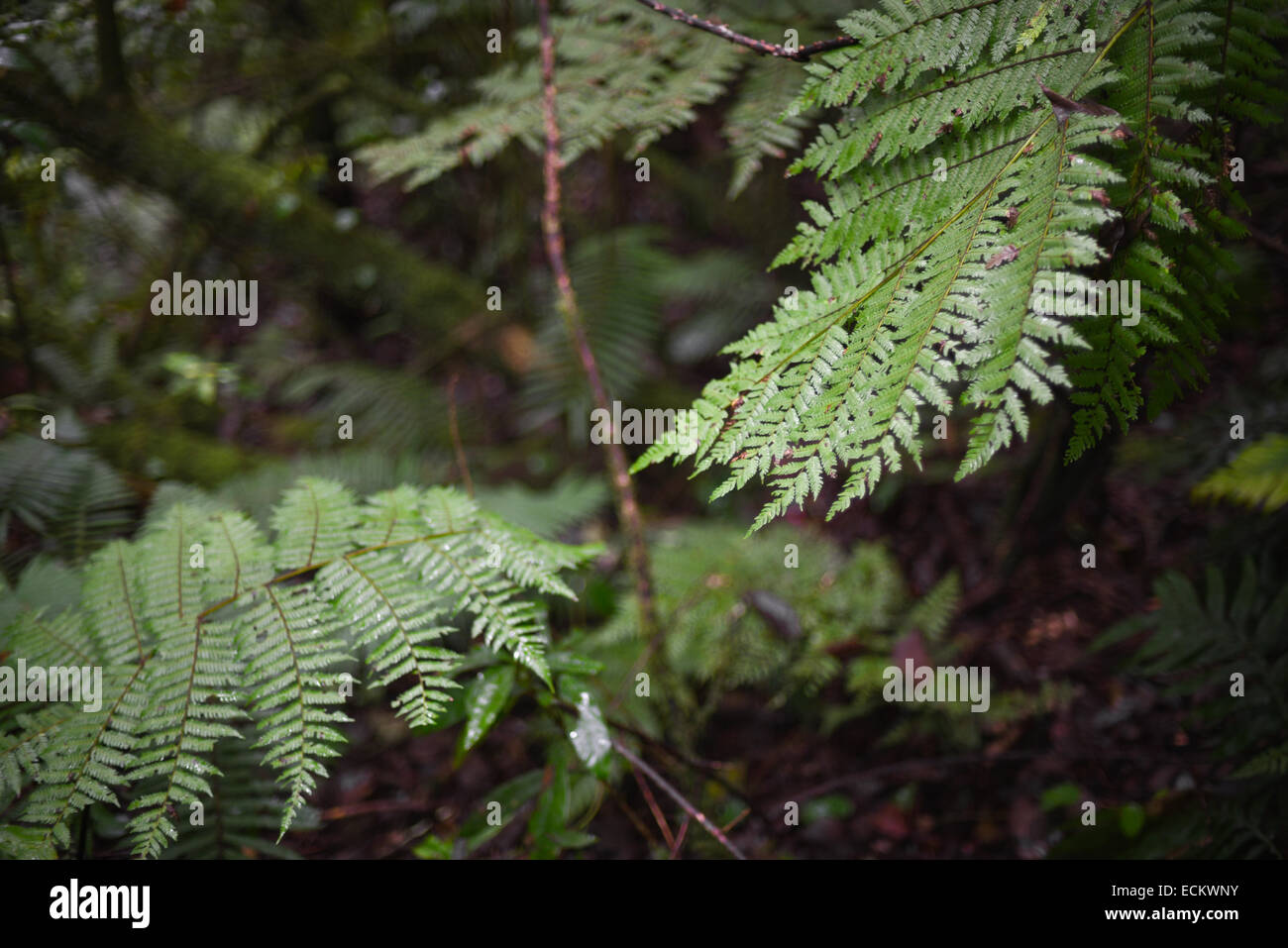 Monilophytes hi-res stock photography and images - Alamy