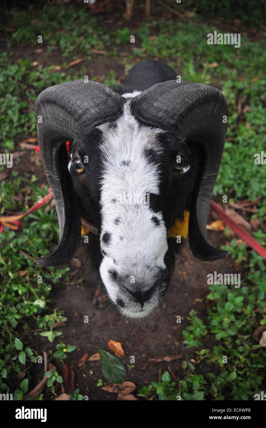Domba Garut Fighting Stock Photo - Alamy
