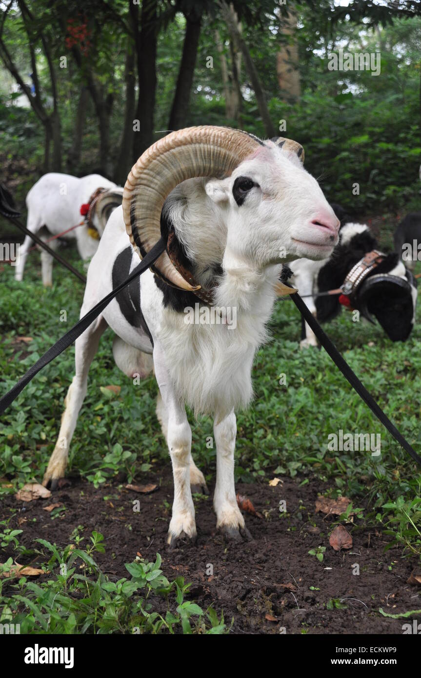 Domba Garut Fighting Stock Photo - Alamy