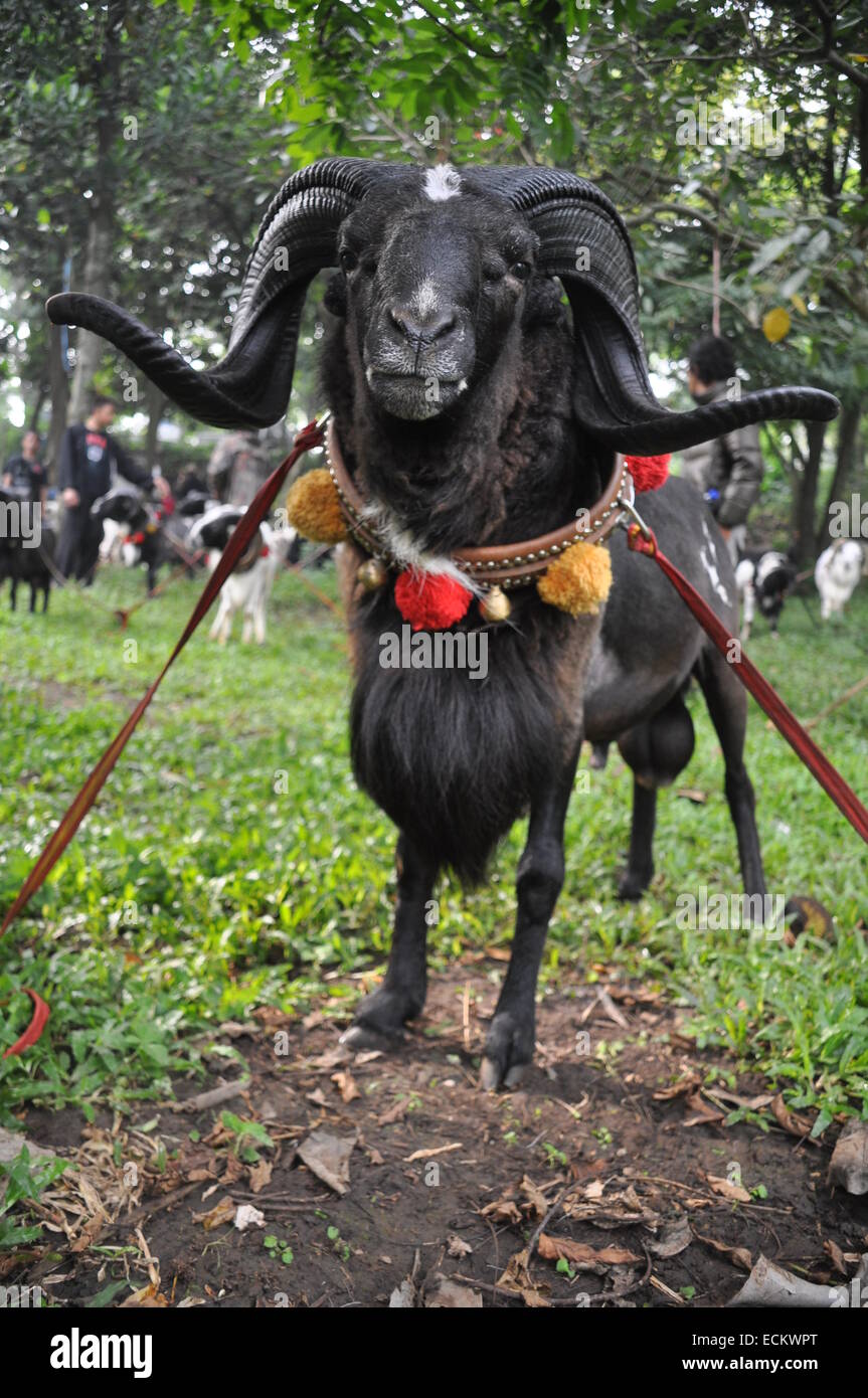 Domba hi-res stock photography and images - Alamy