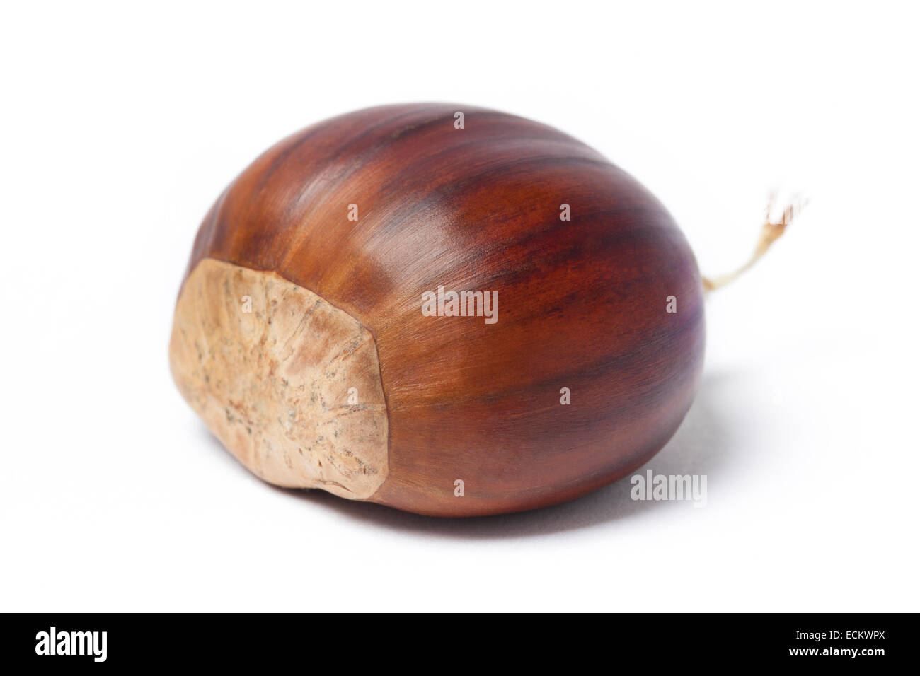 One fresh chestnuts isolated on white background Stock Photo - Alamy