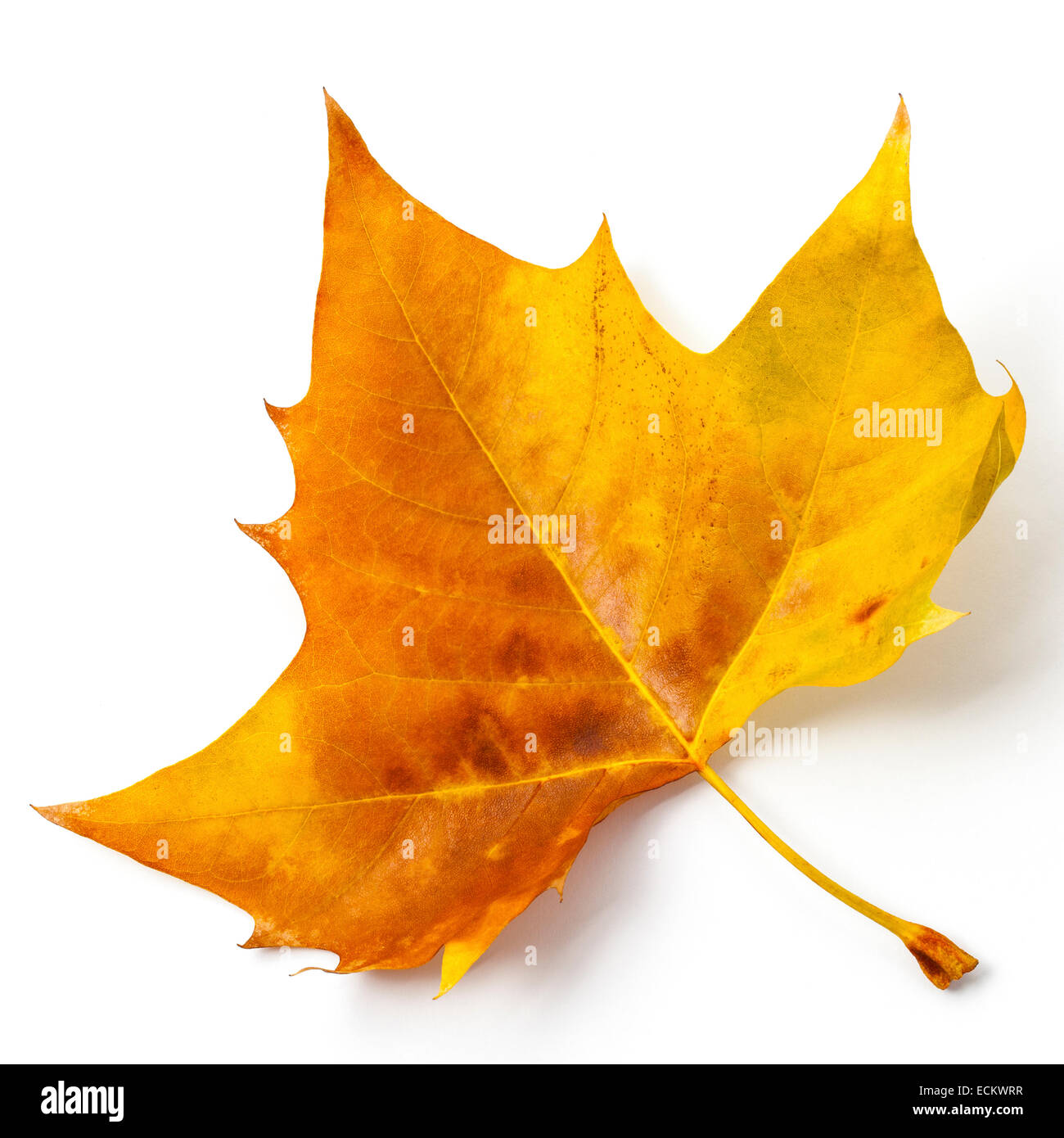 Yellowed autumn leaf isolated on white background Stock Photo - Alamy