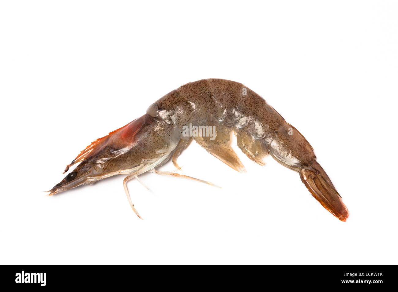 One fresh shrimp isolated on white background Stock Photo - Alamy