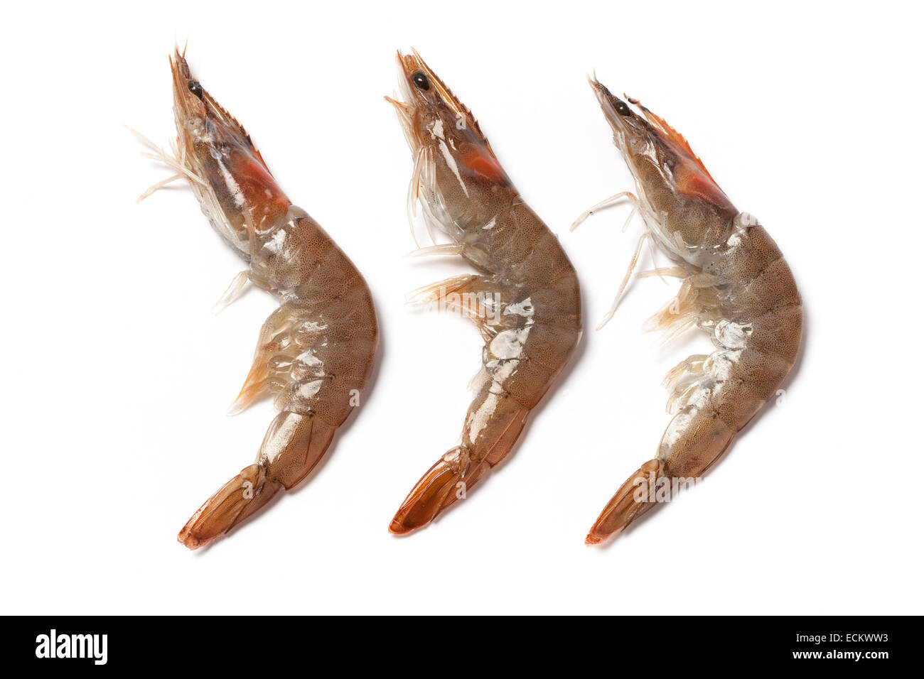 Three fresh prawns isolated on white background Stock Photo - Alamy