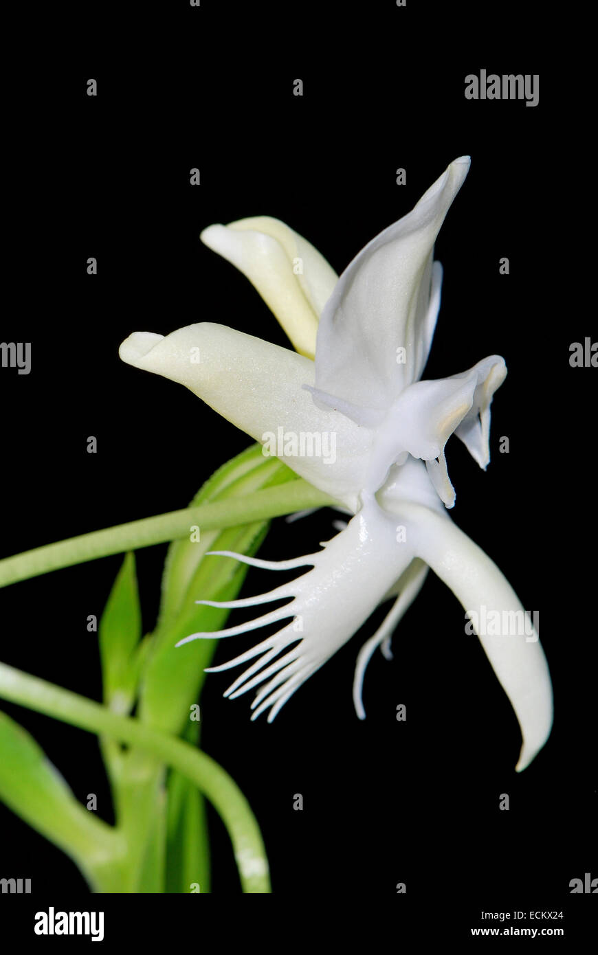 White and yellow ground orchid, Pecteilis susannae, isolated on a black ...