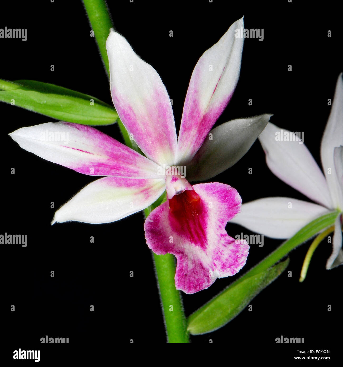 Phaius orchid hi-res stock photography and images - Alamy