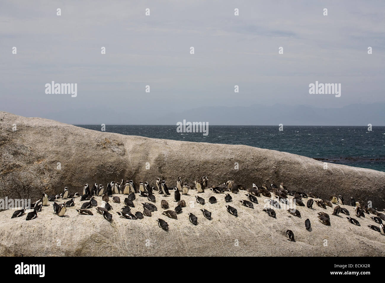 Huddle penguins hi-res stock photography and images - Alamy