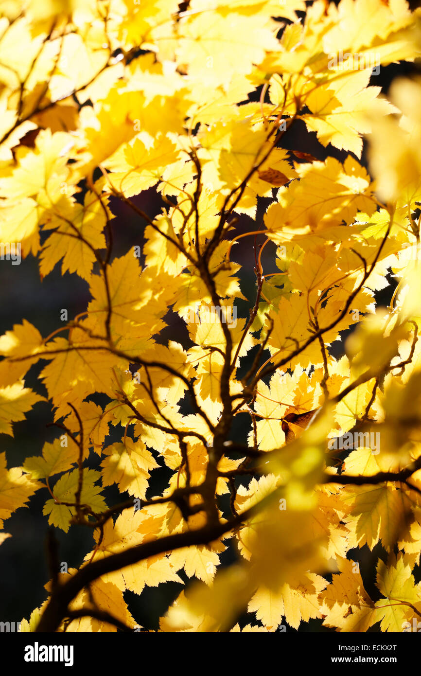 Chinese acer hi-res stock photography and images - Alamy