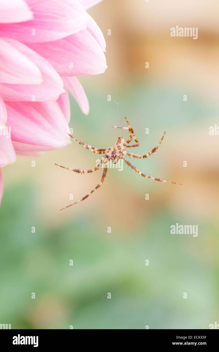 Spider hanging from web hi-res stock photography and images - Alamy