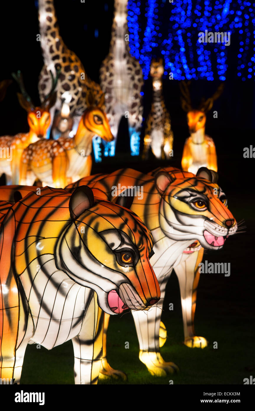 Tiger Chinese Lanterns at Longleat, Warminster, Wiltshire. England ...