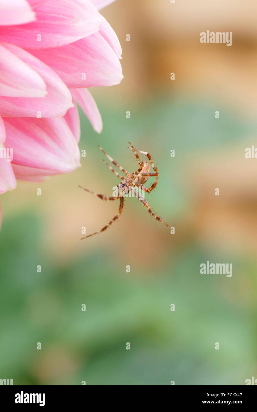 Dahlia spider hi-res stock photography and images - Alamy