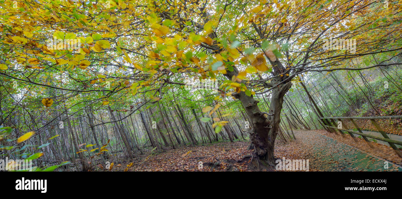 Cwmcarn Forest, Wales Stock Photo - Alamy