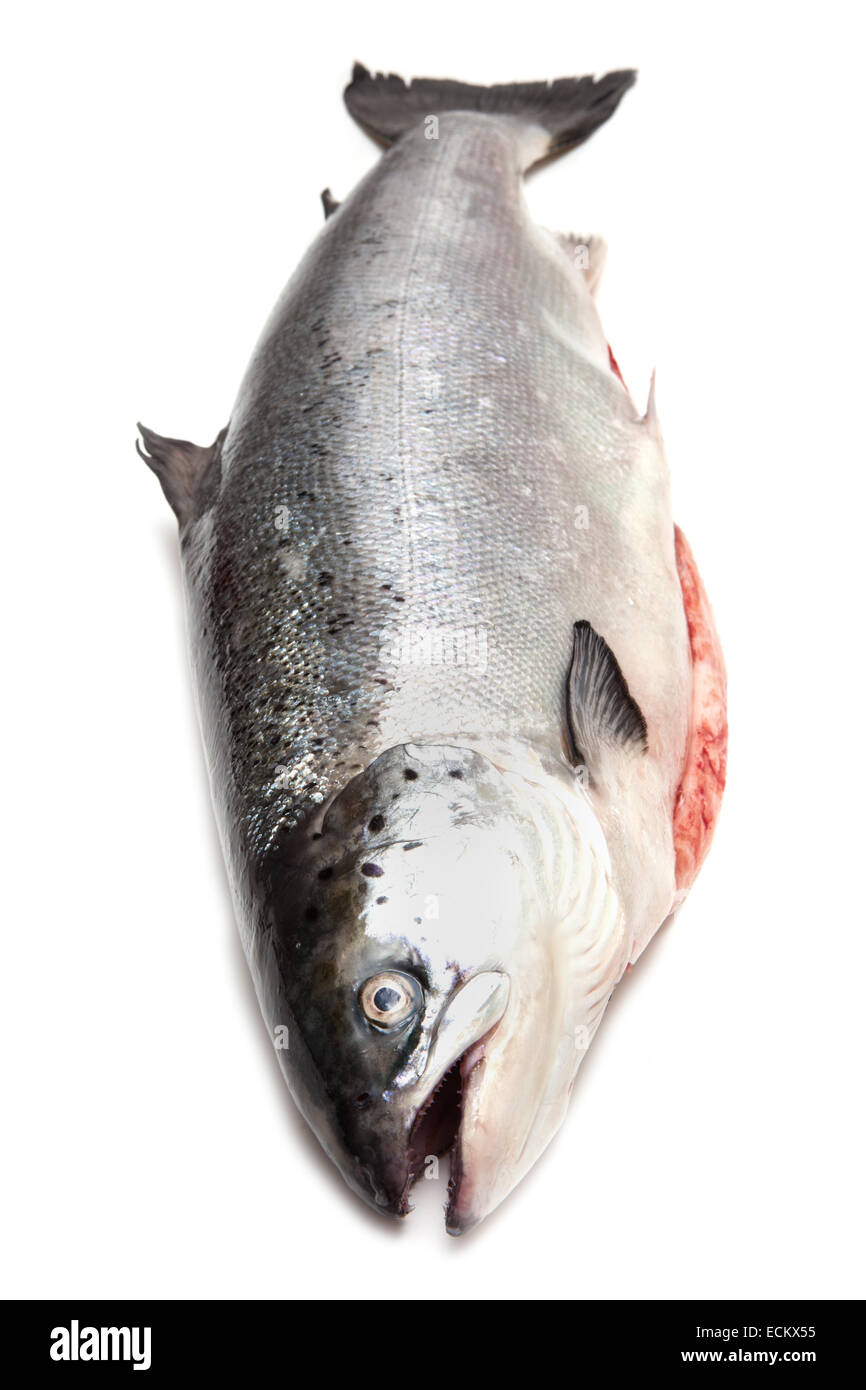 Whole Scottish salmon fish (3.6kg ) isolated on a white studio ...