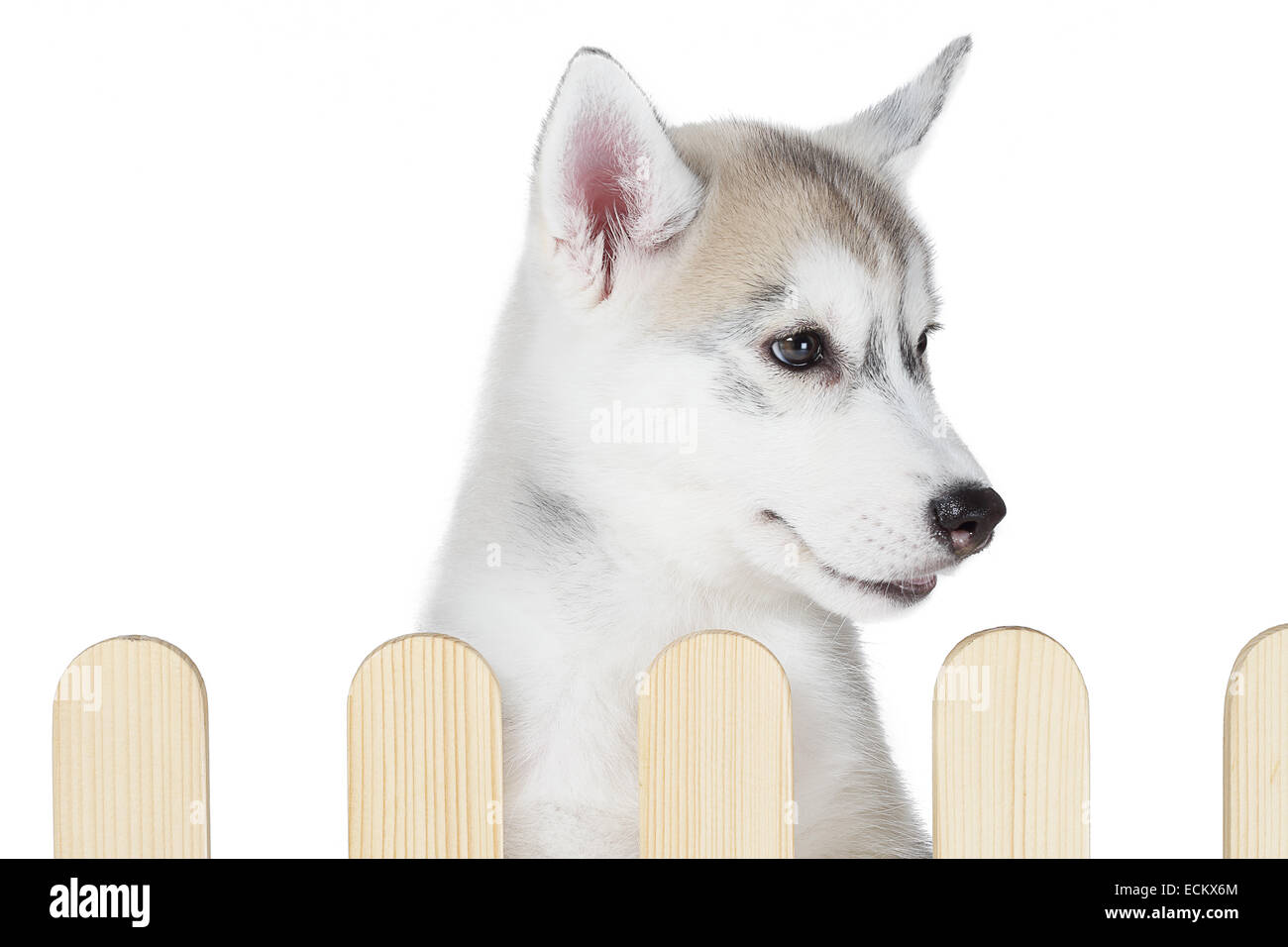 siberian husky inside palisade isolated on white background Stock Photo ...