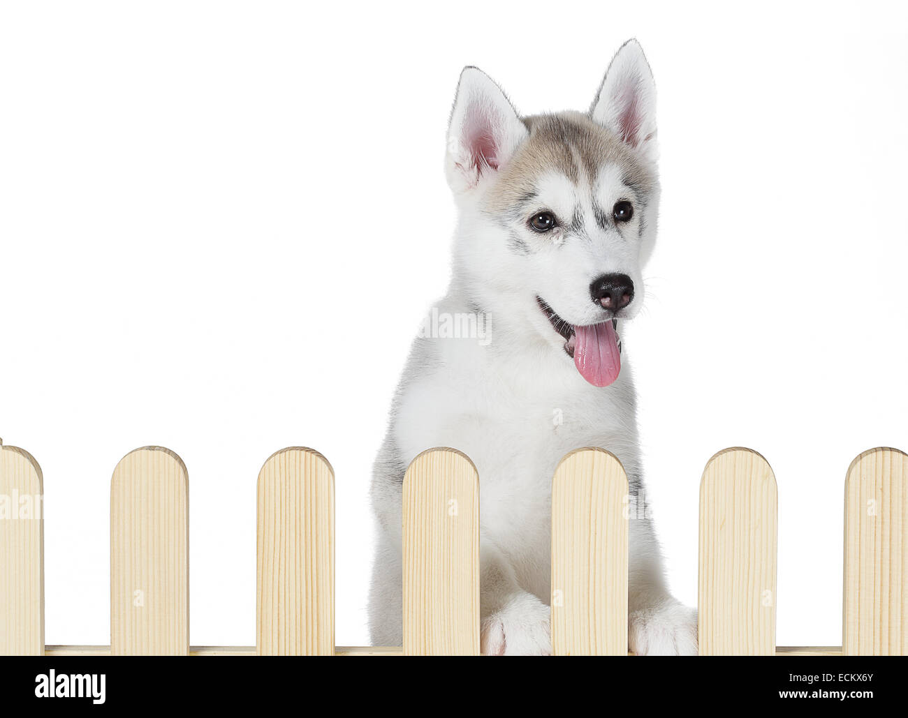 siberian husky inside palisade isolated on white background Stock Photo ...