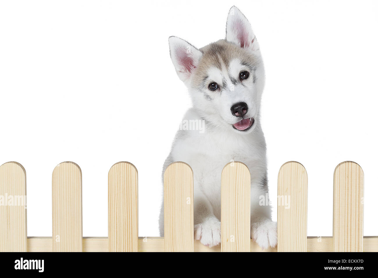 siberian husky inside palisade isolated on white background Stock Photo ...