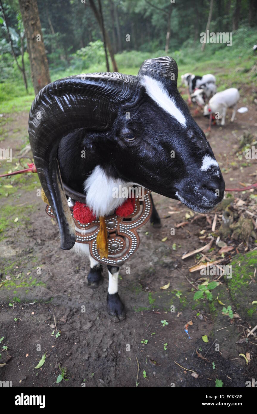 Domba Garut Fighting Stock Photo - Alamy