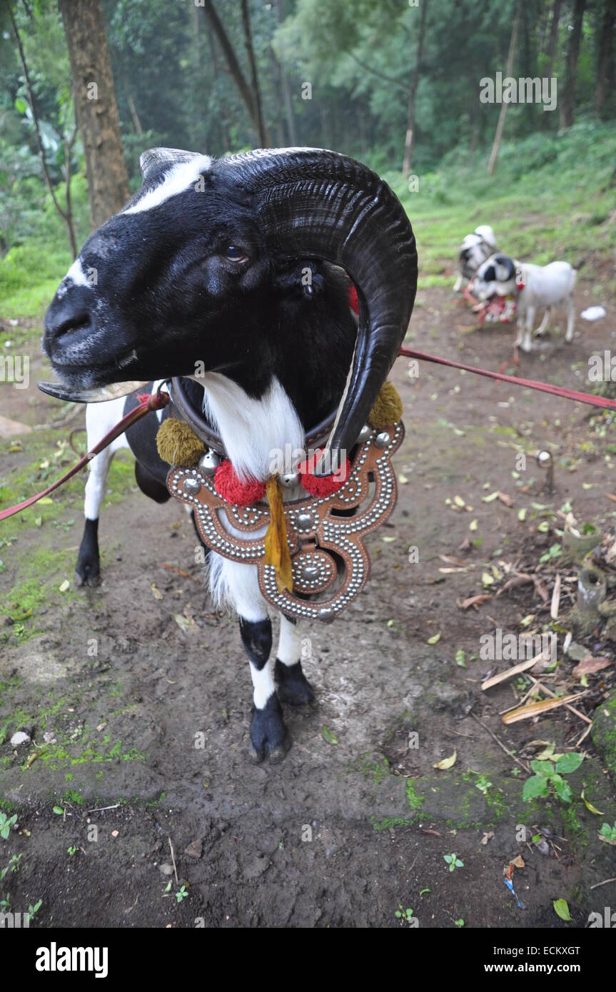 Domba Garut Fighting Stock Photo - Alamy