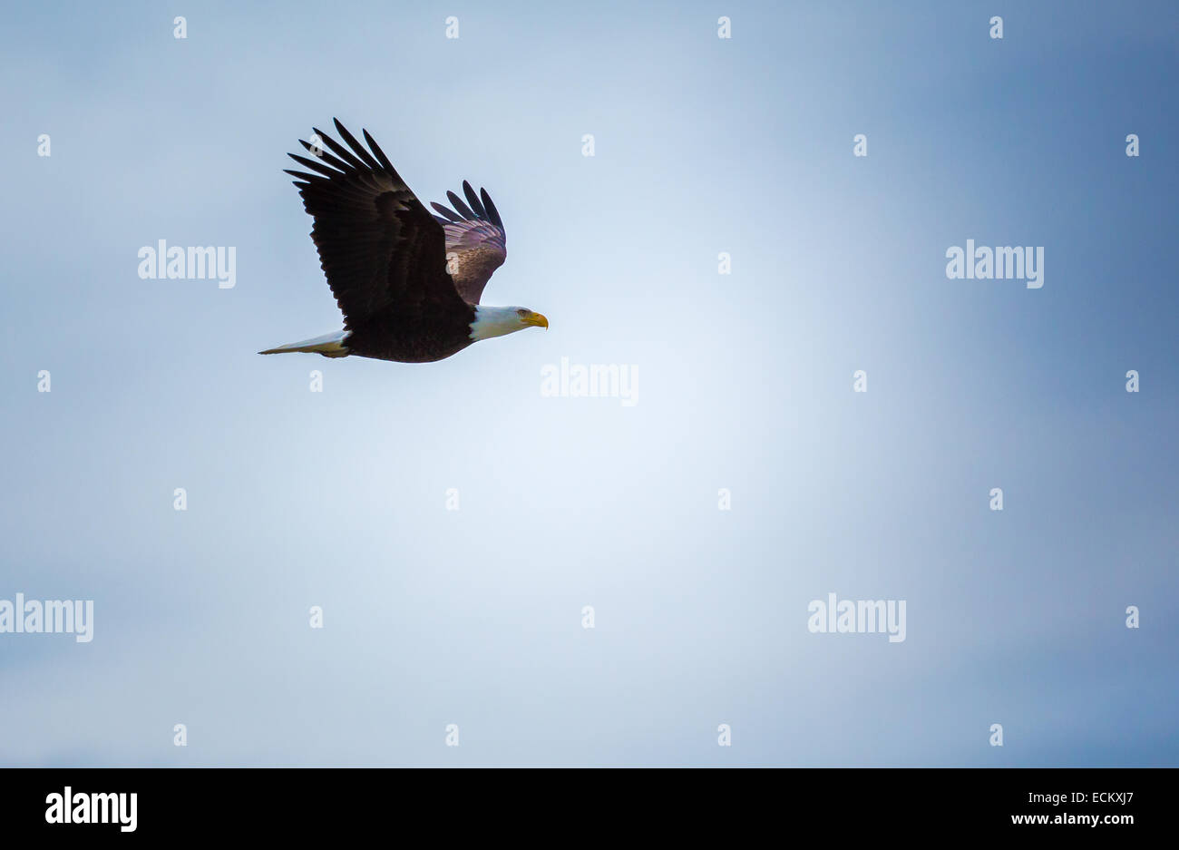 Eagle soaring sun hi-res stock photography and images - Alamy