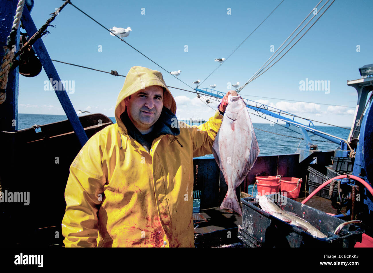 Fisherman sorts catch of Yellowtail flounder (Limanda ferruginea) and ...