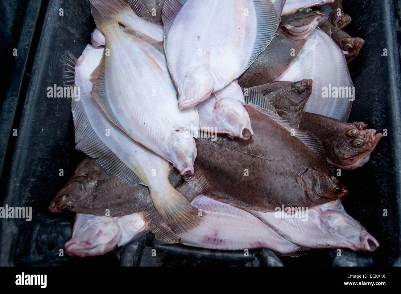 Yellowtail flounder (Limanda Ferruginea ) sorted on deck of fishing ...
