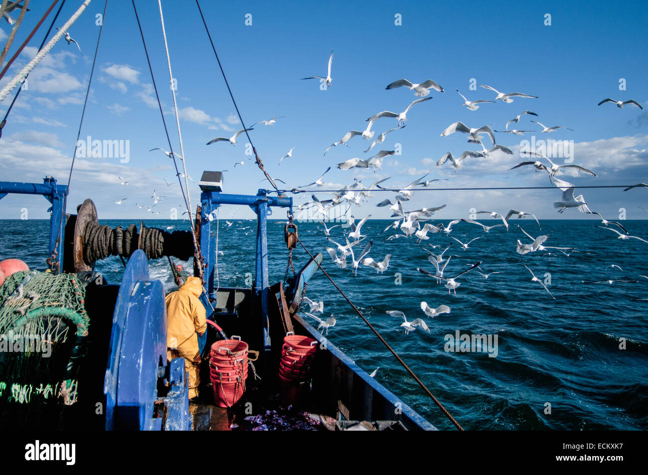Seagulls (charadriiformes) surround fishing dragger as bycatch is ...