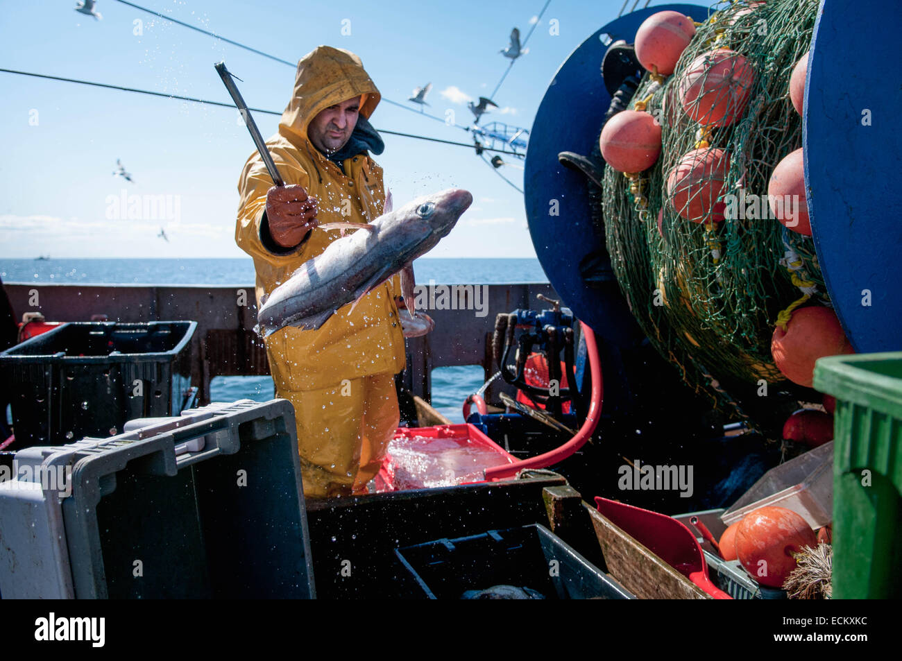 Fisherman sorts and washes catch of Atlantic Cod (Gadus morhua) on the ...