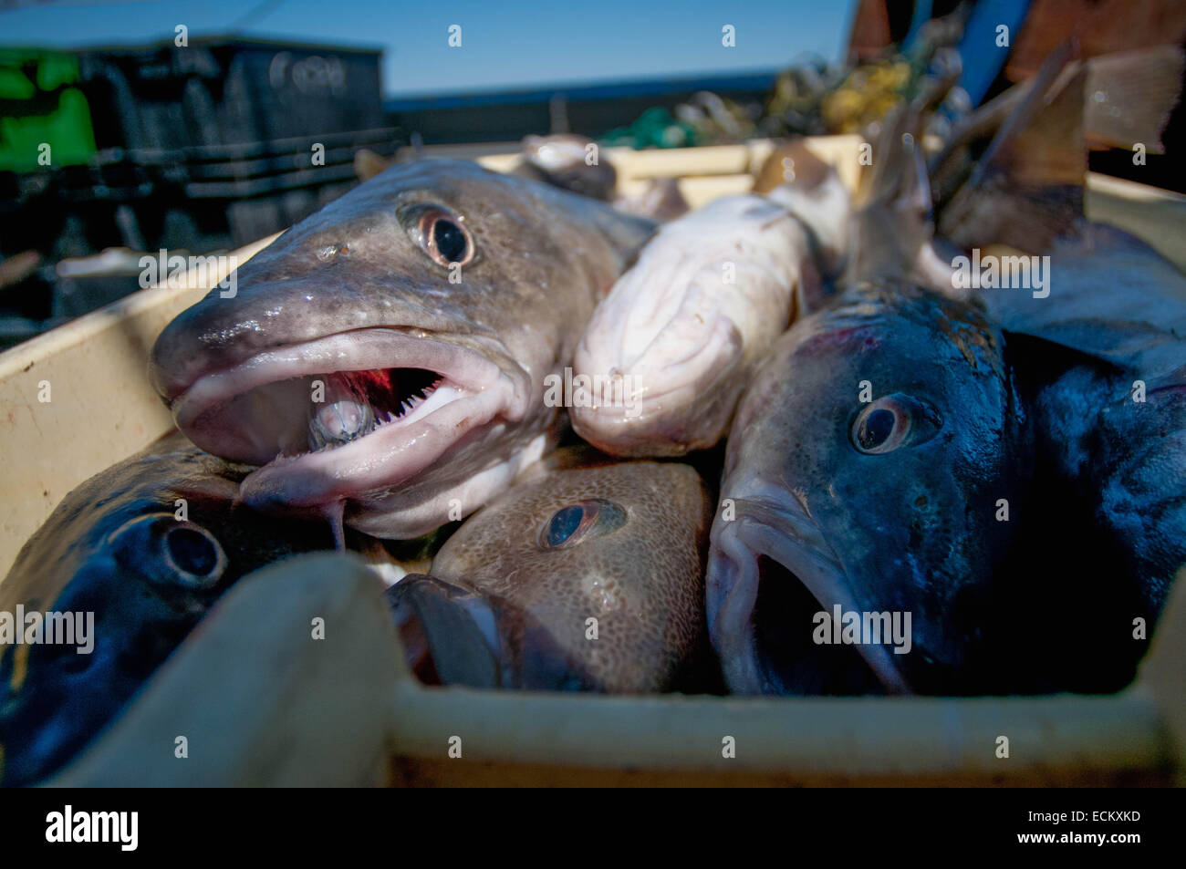 Catch of Atlantic Cod (Gadus morhua) on the fishing boat deck, about to ...