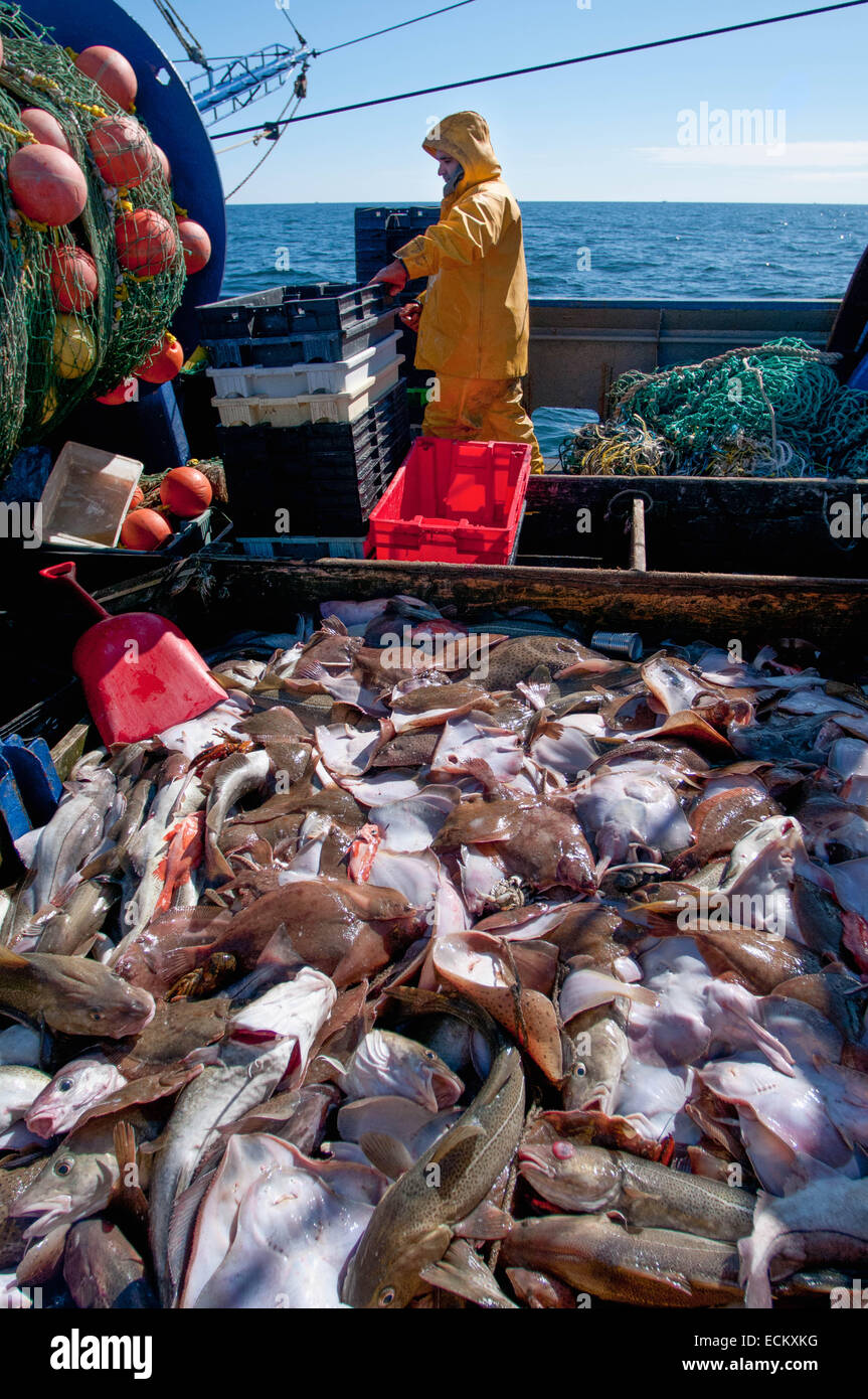 Haddock atlantic cod fish gadus hi-res stock photography and images - Alamy