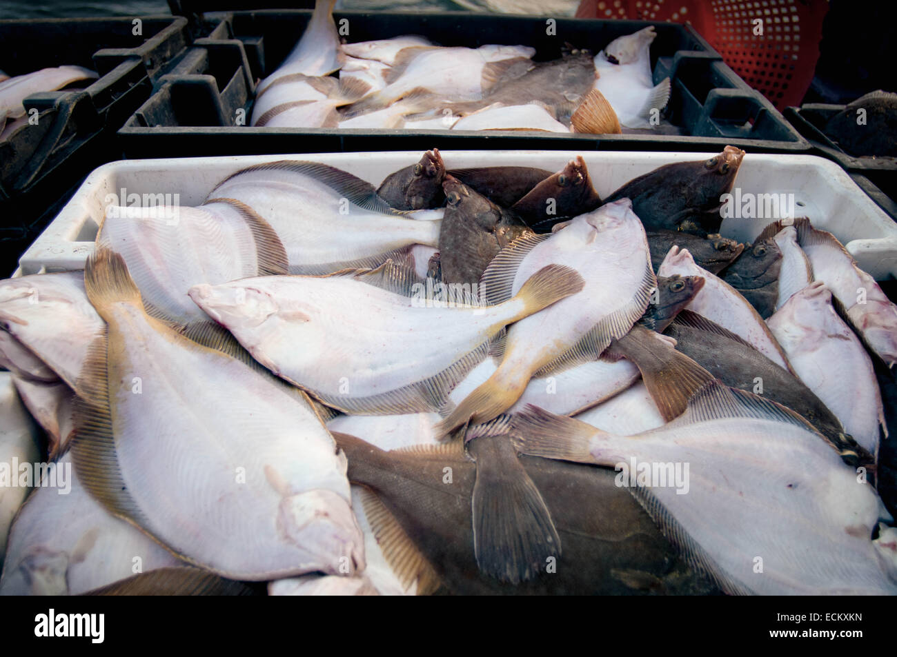 Bycatch yellowtail flounder limanda ferruginea hi-res stock photography ...