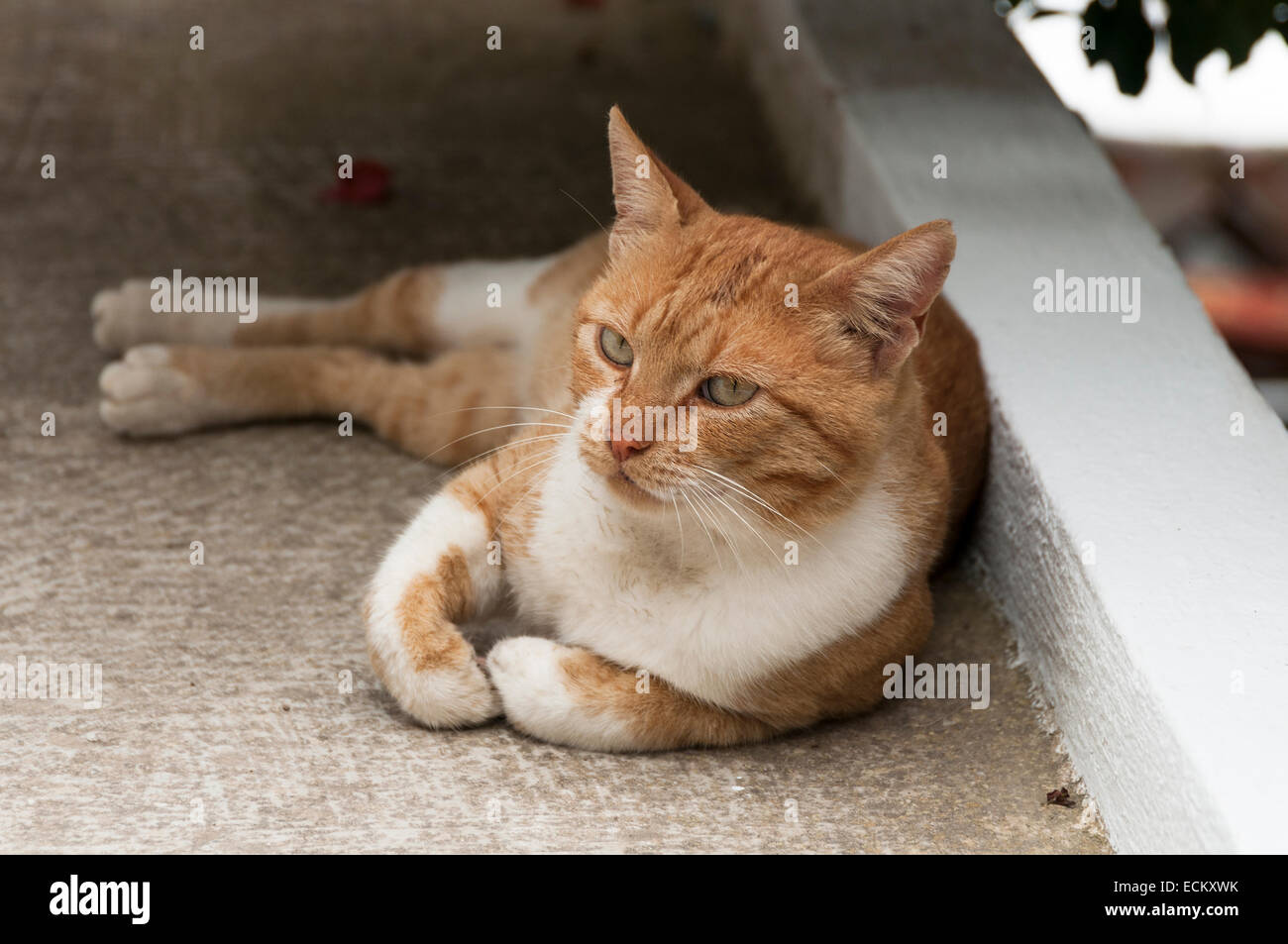 Cat terrace hi-res stock photography and images - Alamy