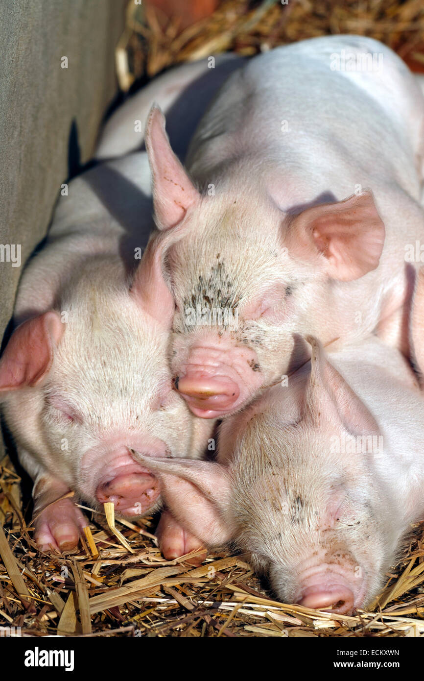 Three Middle White Piglets Stock Photo - Alamy