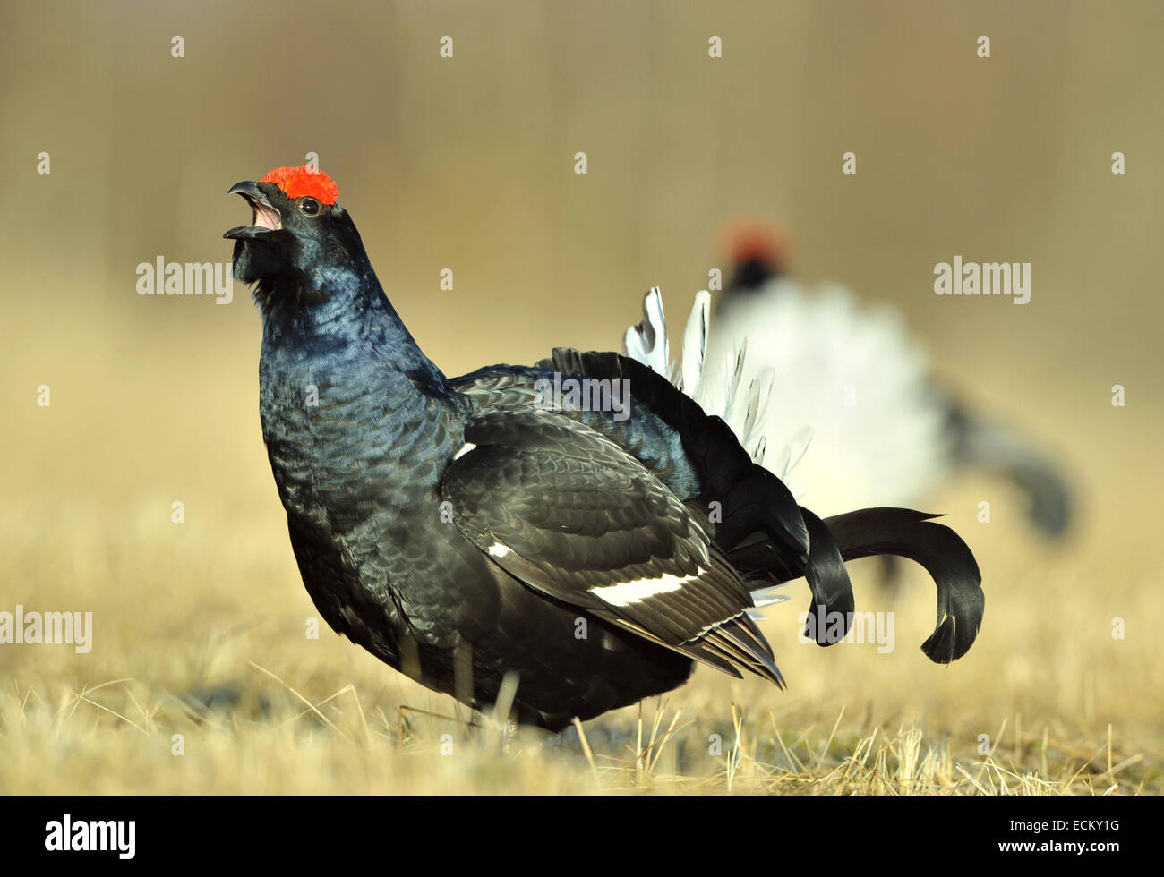 Lekking Black Grouse ( Lyrurus tetrix). Early morning. Sunrise Stock ...