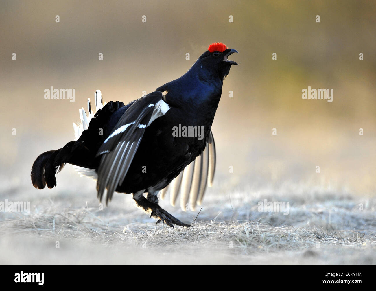 Lekking Black Grouse ( Lyrurus tetrix). Early morning. Sunrise Stock ...