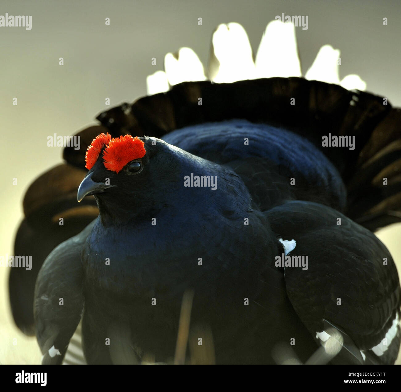 Lekking Black Grouse ( Lyrurus tetrix). Early morning. Sunrise Stock ...